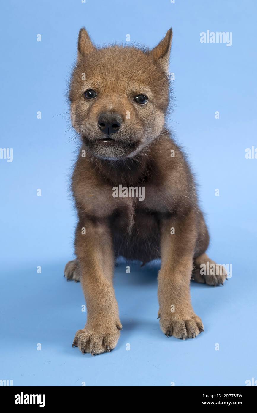 European gray wolf (Canis lupus lupus), pup, juvenile, captive, 3.5 ...