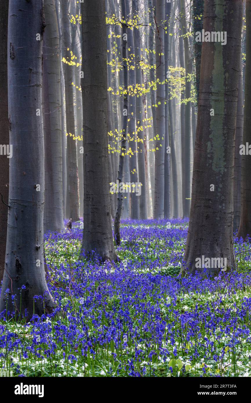 Bush anemone (Anemonoides nemorosa) and blue flowering bluebells ...