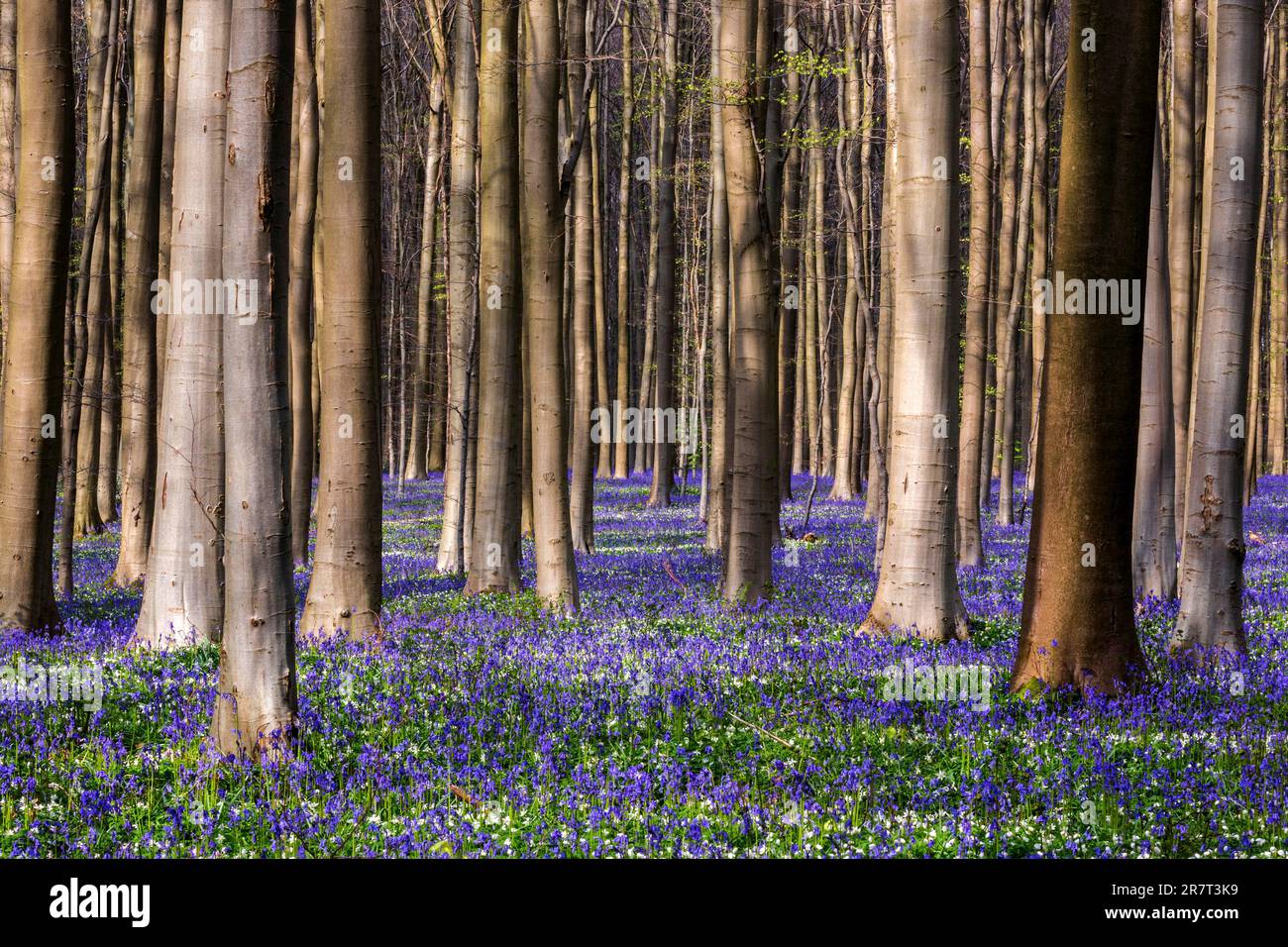 Bush anemone (Anemonoides nemorosa) and blue flowering bluebells ...