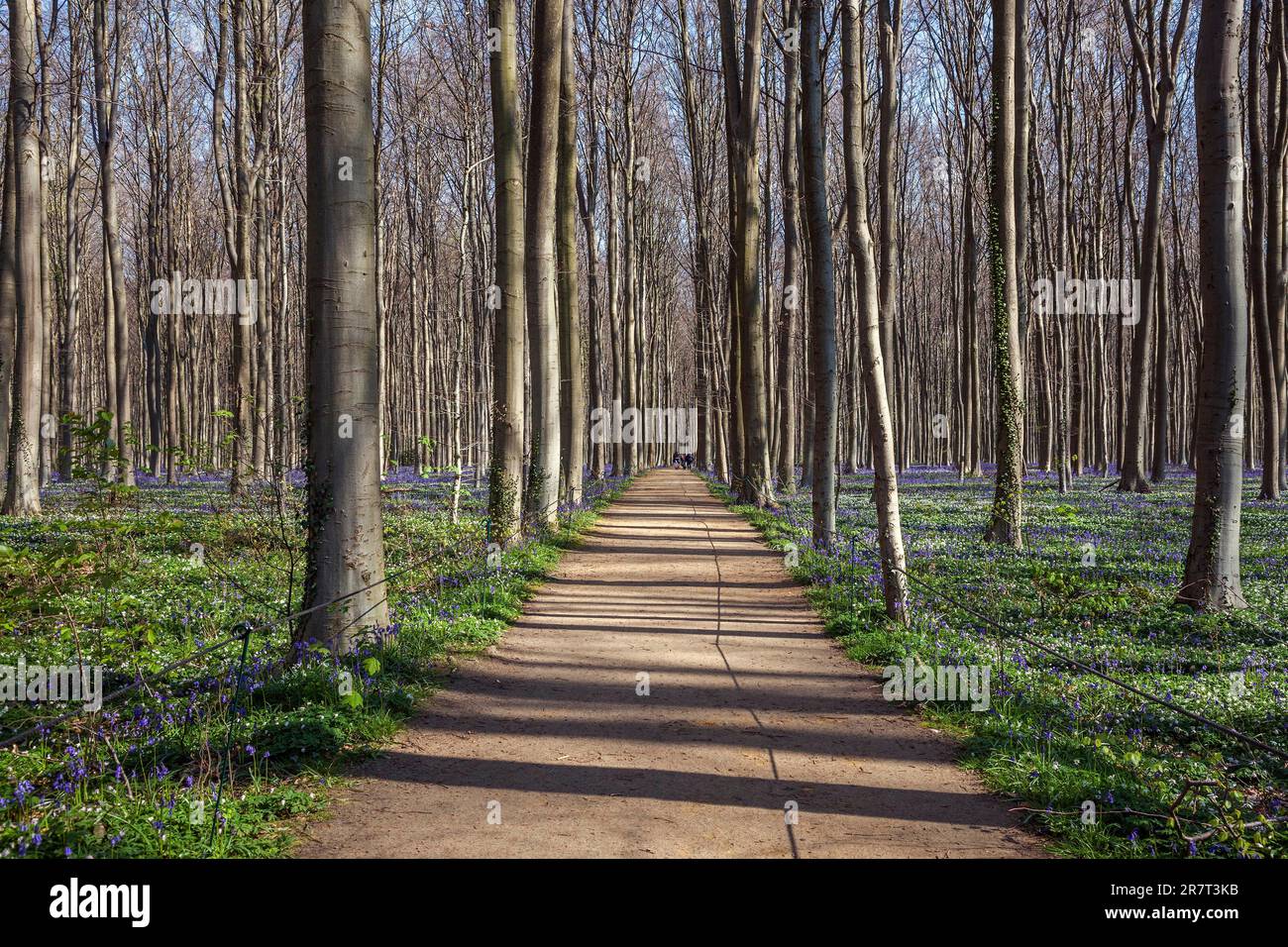 Path through red beech (Fagus sylvatica) forest with flowering wood ...