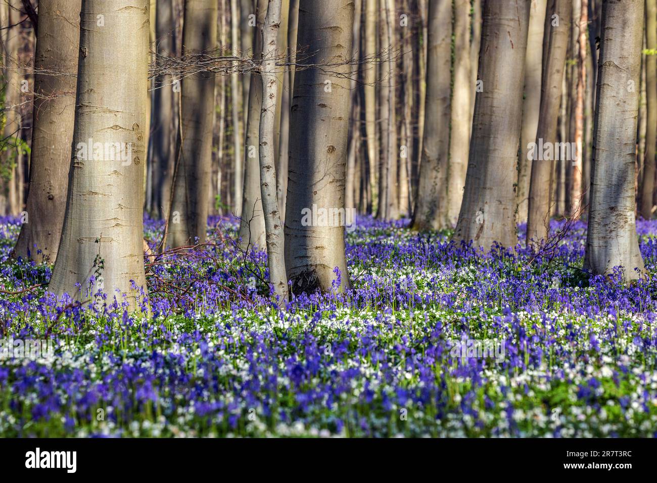 Bush anemone (Anemonoides nemorosa) and blue flowering bluebells ...