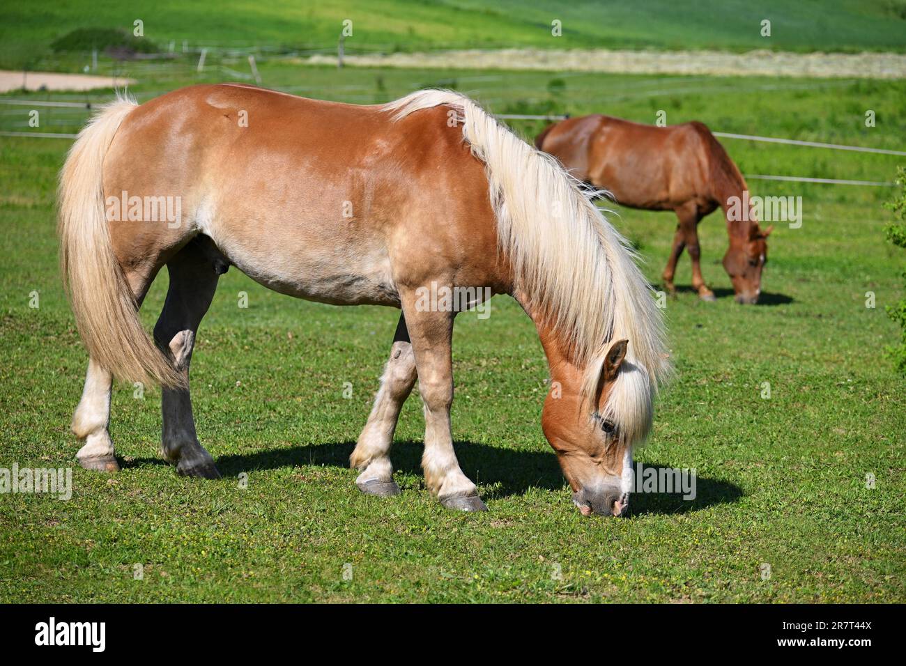 A beautiful horse in a paddock on a pasture. Nature background with ...