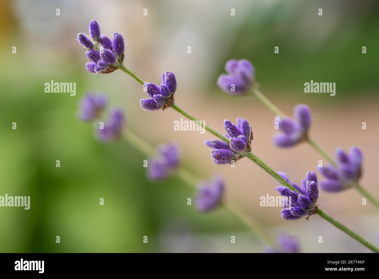 Lavender beautiful flowers Stock Photo - Alamy