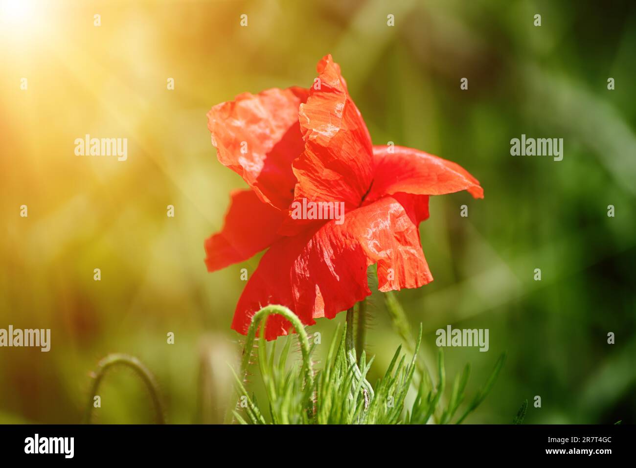 Red spring poppy Stock Photo - Alamy