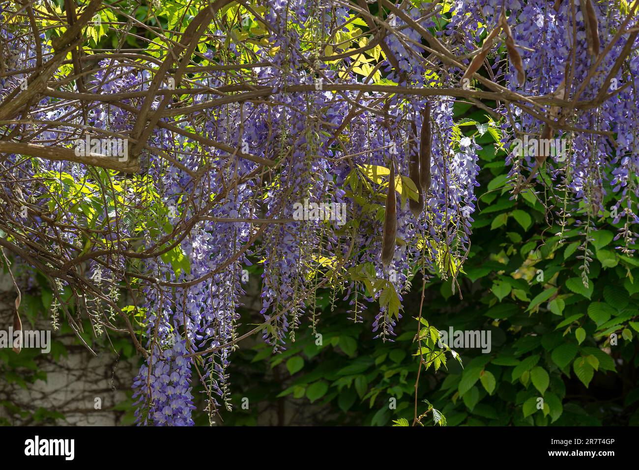 View flowering hi-res stock photography and images - Alamy