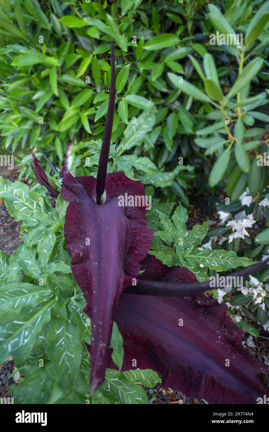 Dracunculus vulgaris hi-res stock photography and images - Alamy
