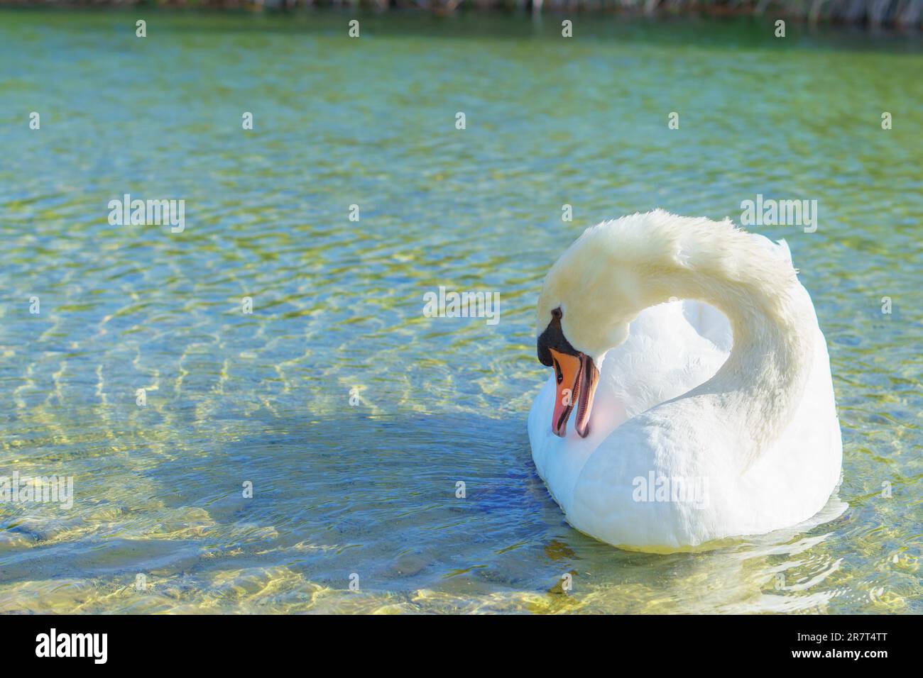 Zaragoza, aragon, spain White swan swimming in the water of a lake ...