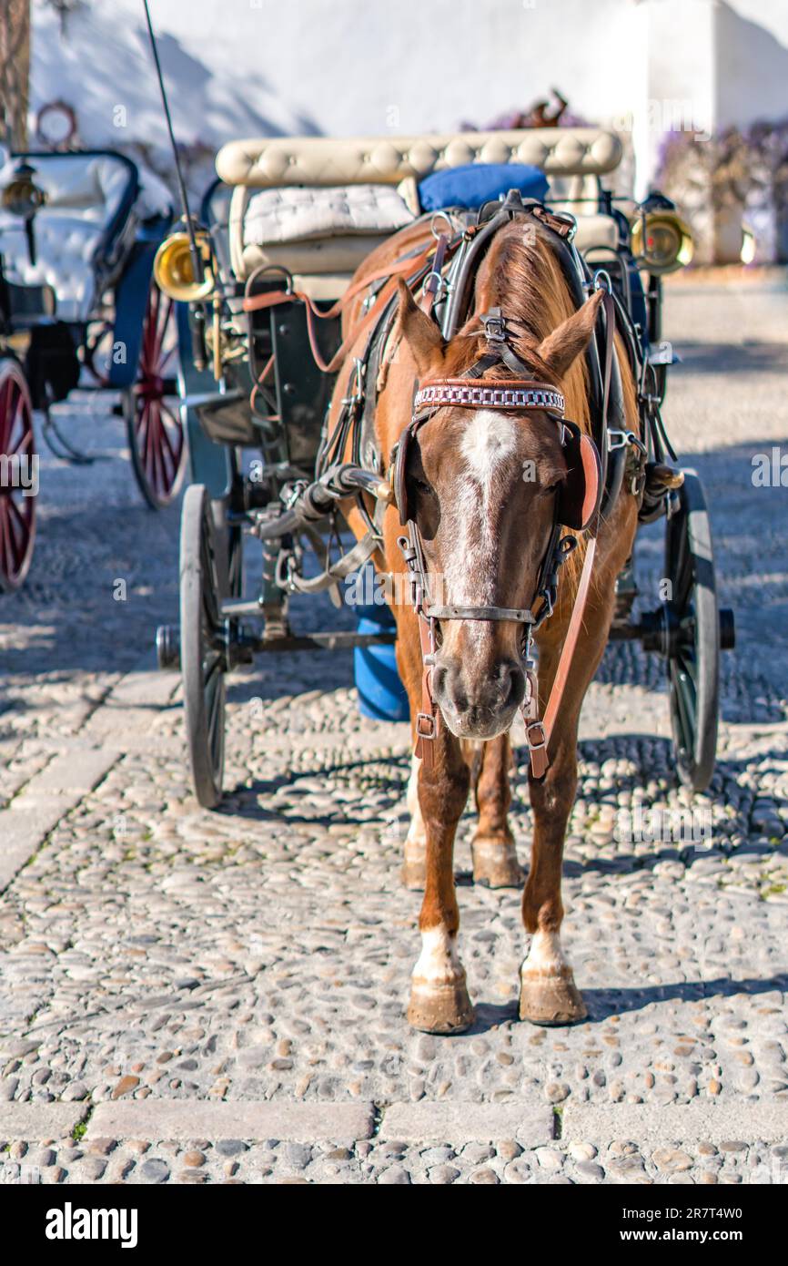 Ronda, malaga, spain Front view of a brown horse pulling a cart for the ...