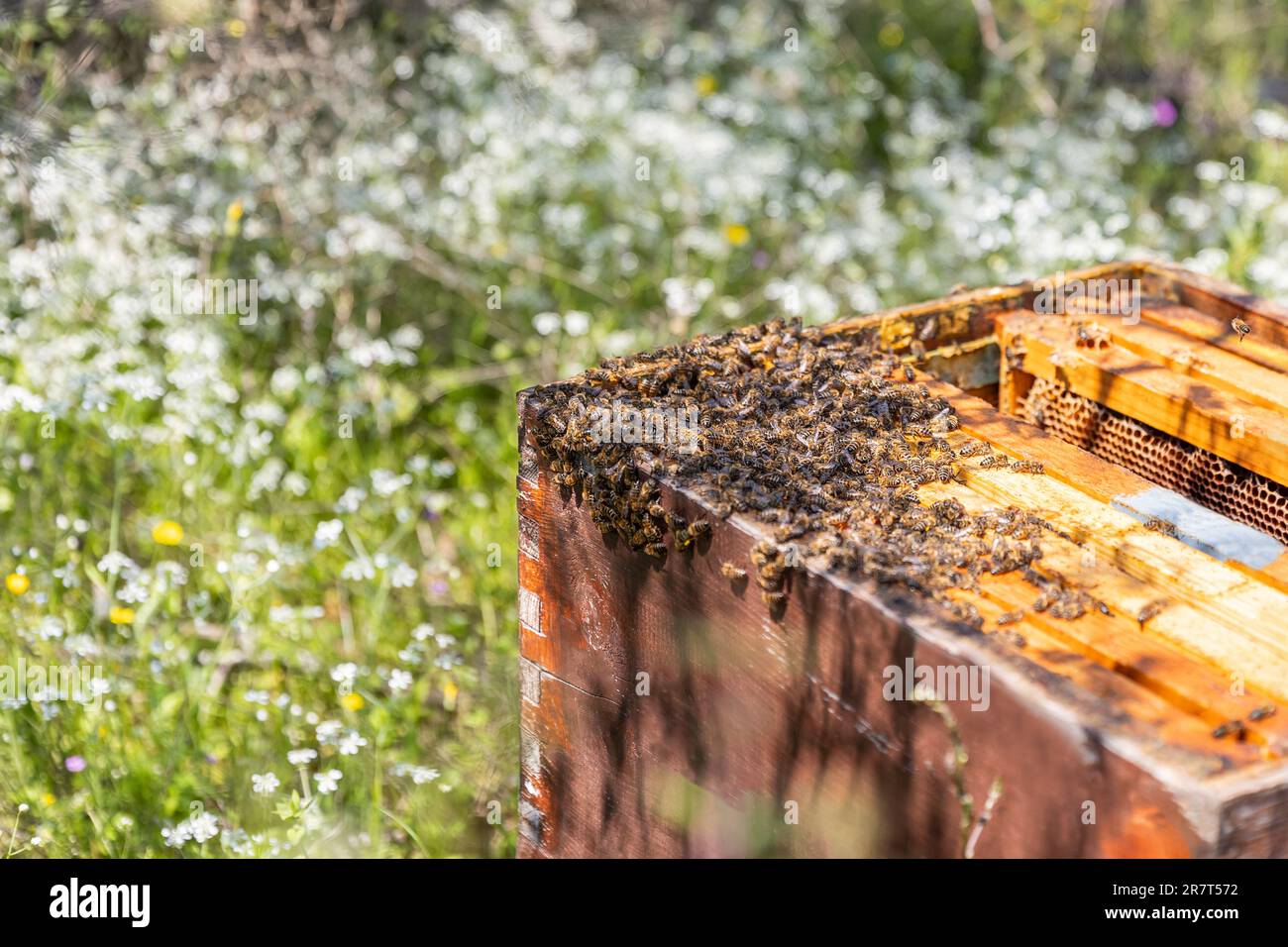 A beehive man-made structure to house a honey bee nest in Greek fields ...