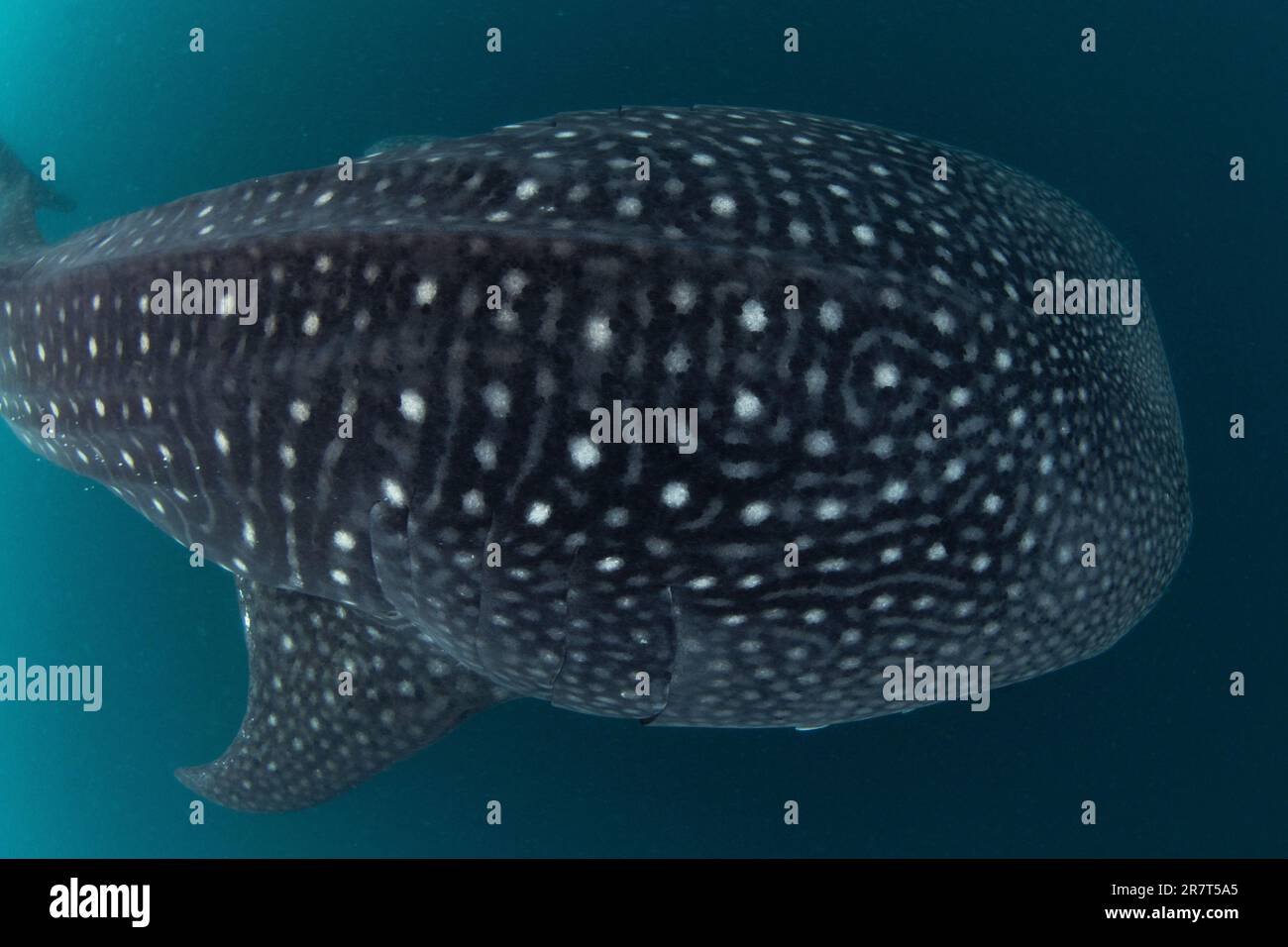 A huge whale shark, Rhincodon typus, swims in shallow water in ...