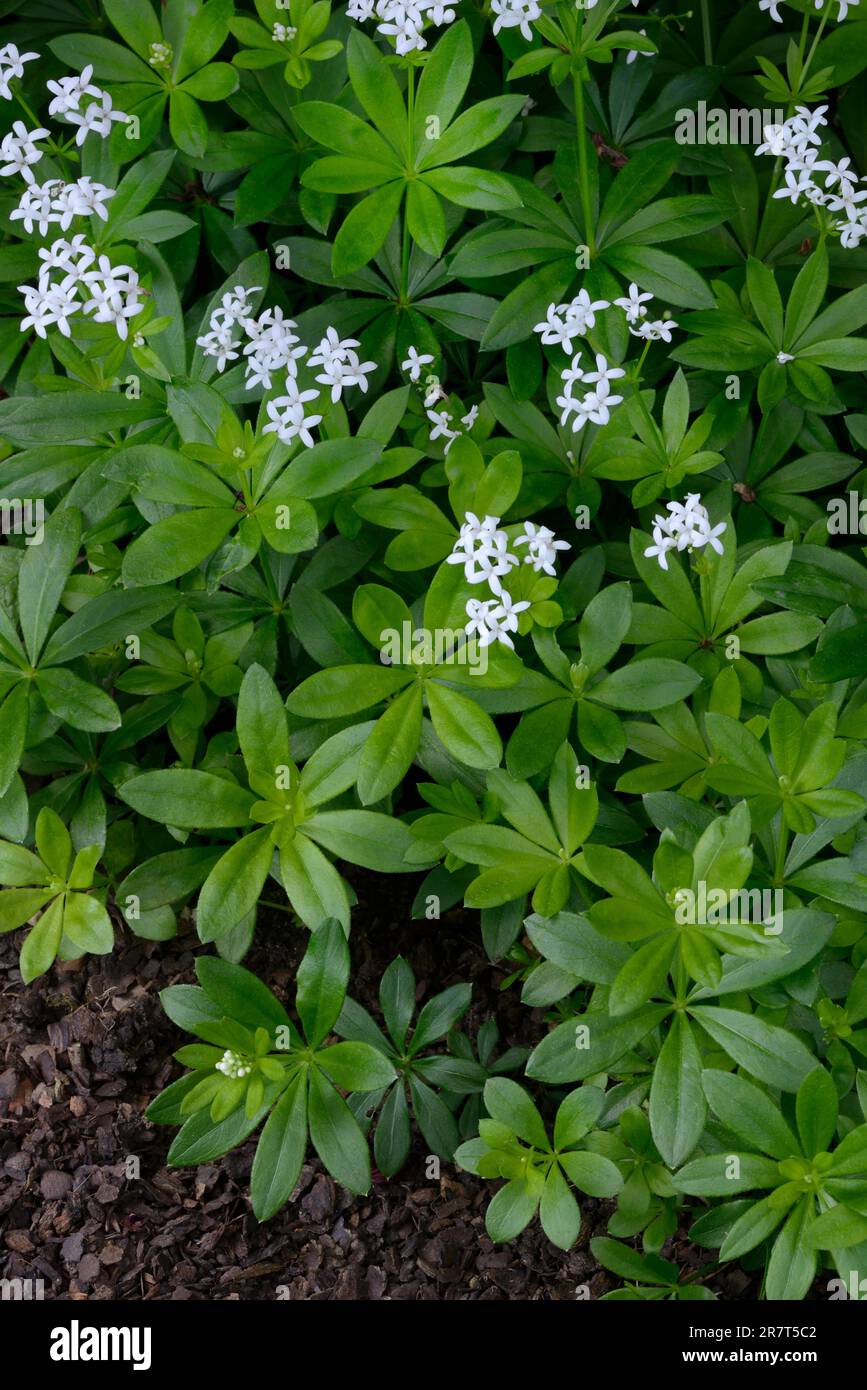 Blossom galium odoratum hi-res stock photography and images - Alamy