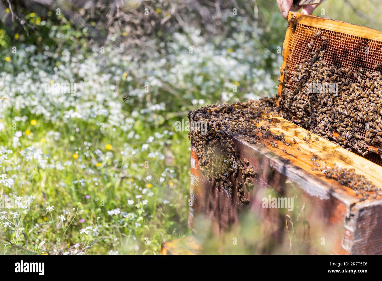 A beehive man-made structure to house a honey bee nest in Greek fields ...