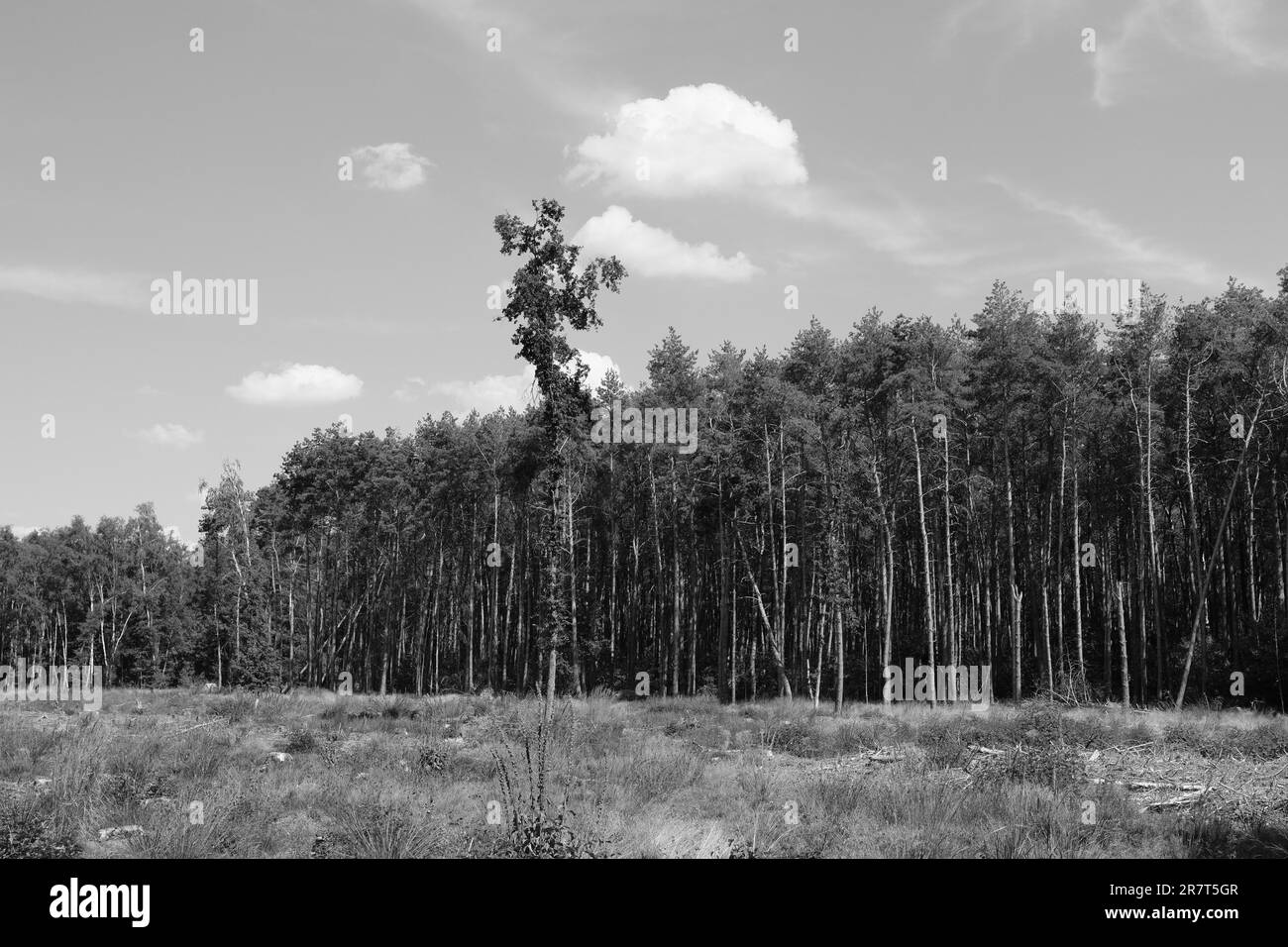 Forest dieback, dead spruce (Picea), North Rhine-Westphalia, Germany ...