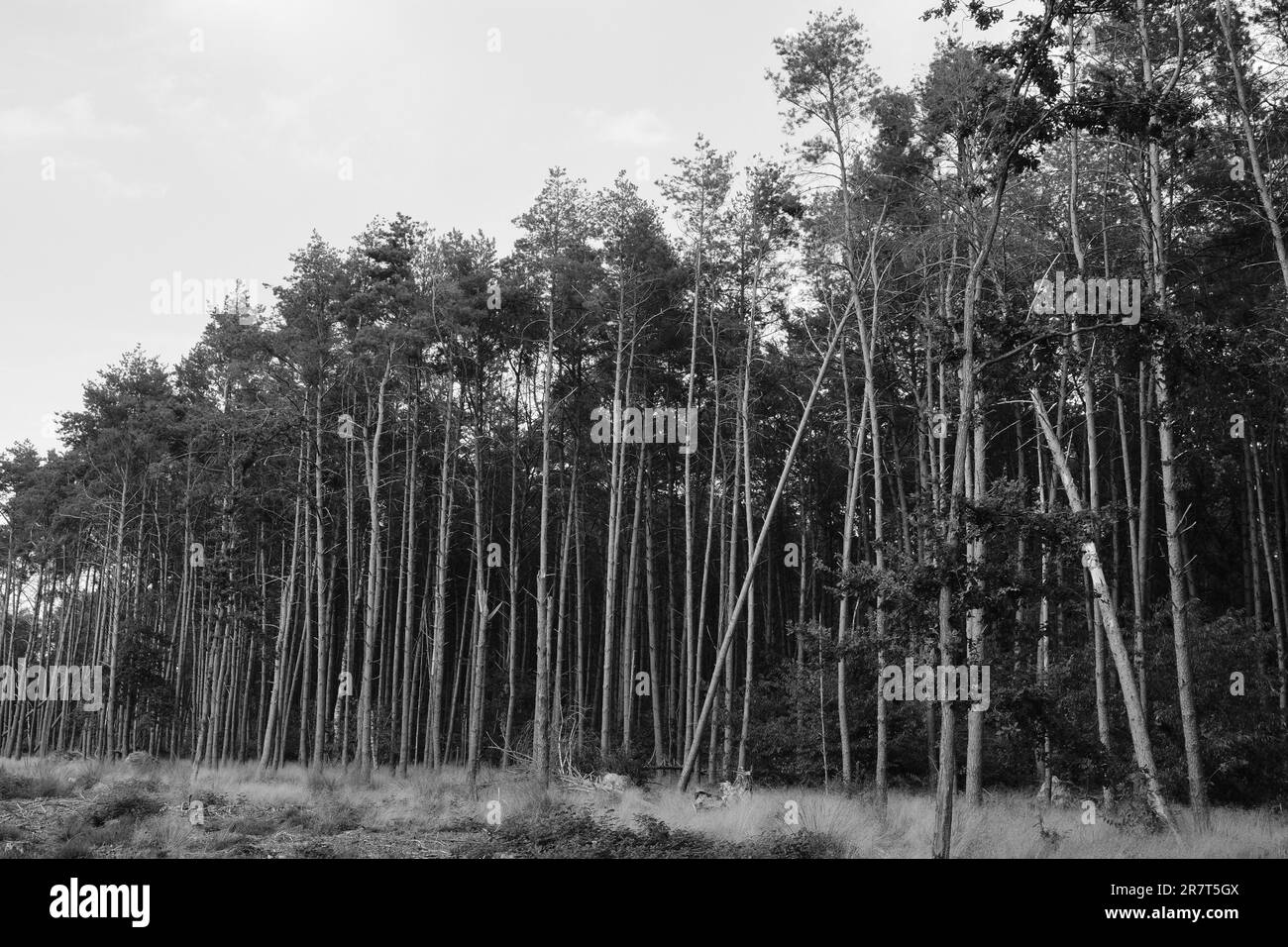 Forest dieback, dead spruce (Picea), North Rhine-Westphalia, Germany ...