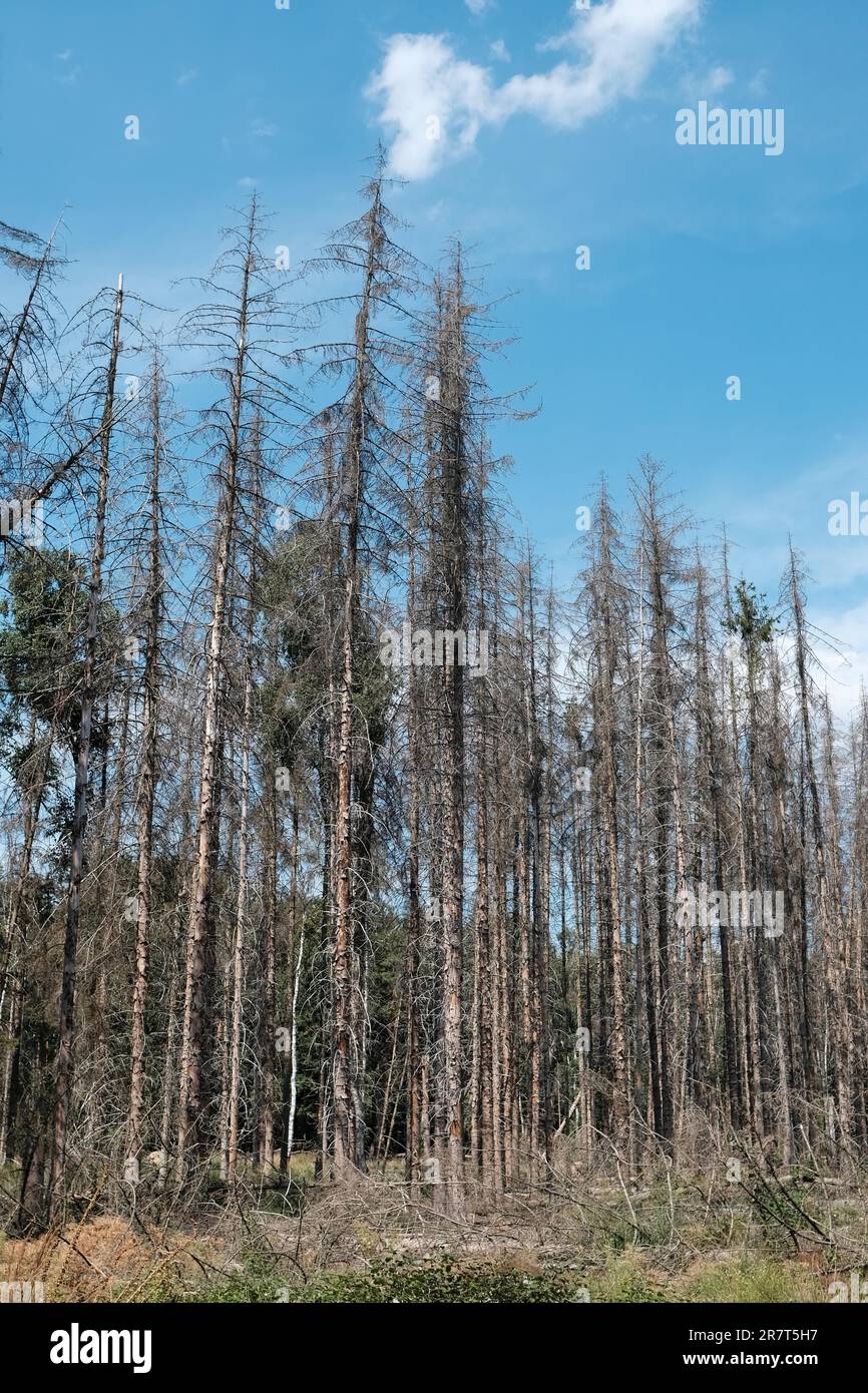Forest dieback, dead spruce (Picea), North Rhine-Westphalia, Germany ...
