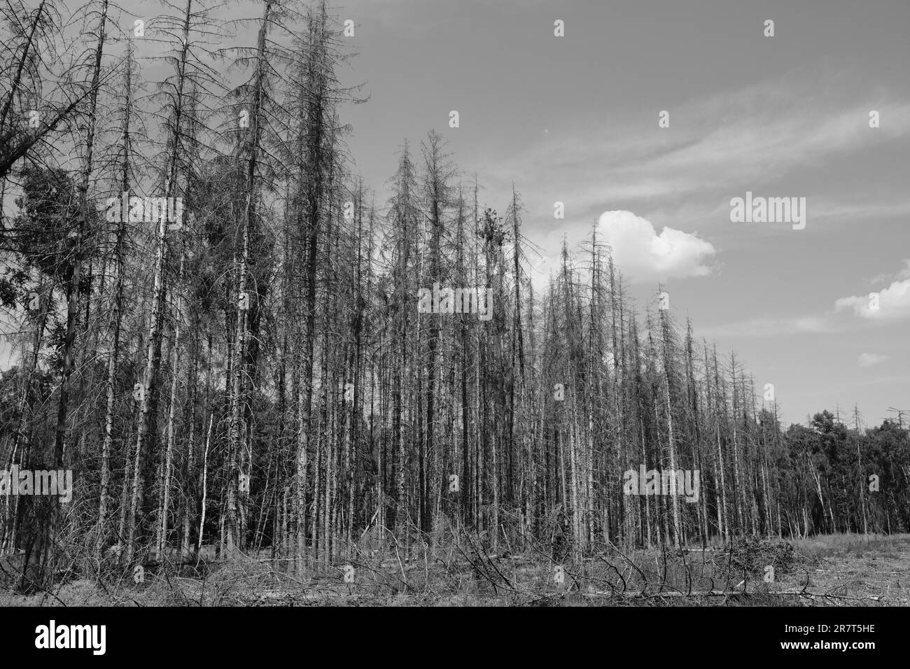 Forest dieback, dead spruce (Picea), North Rhine-Westphalia, Germany ...