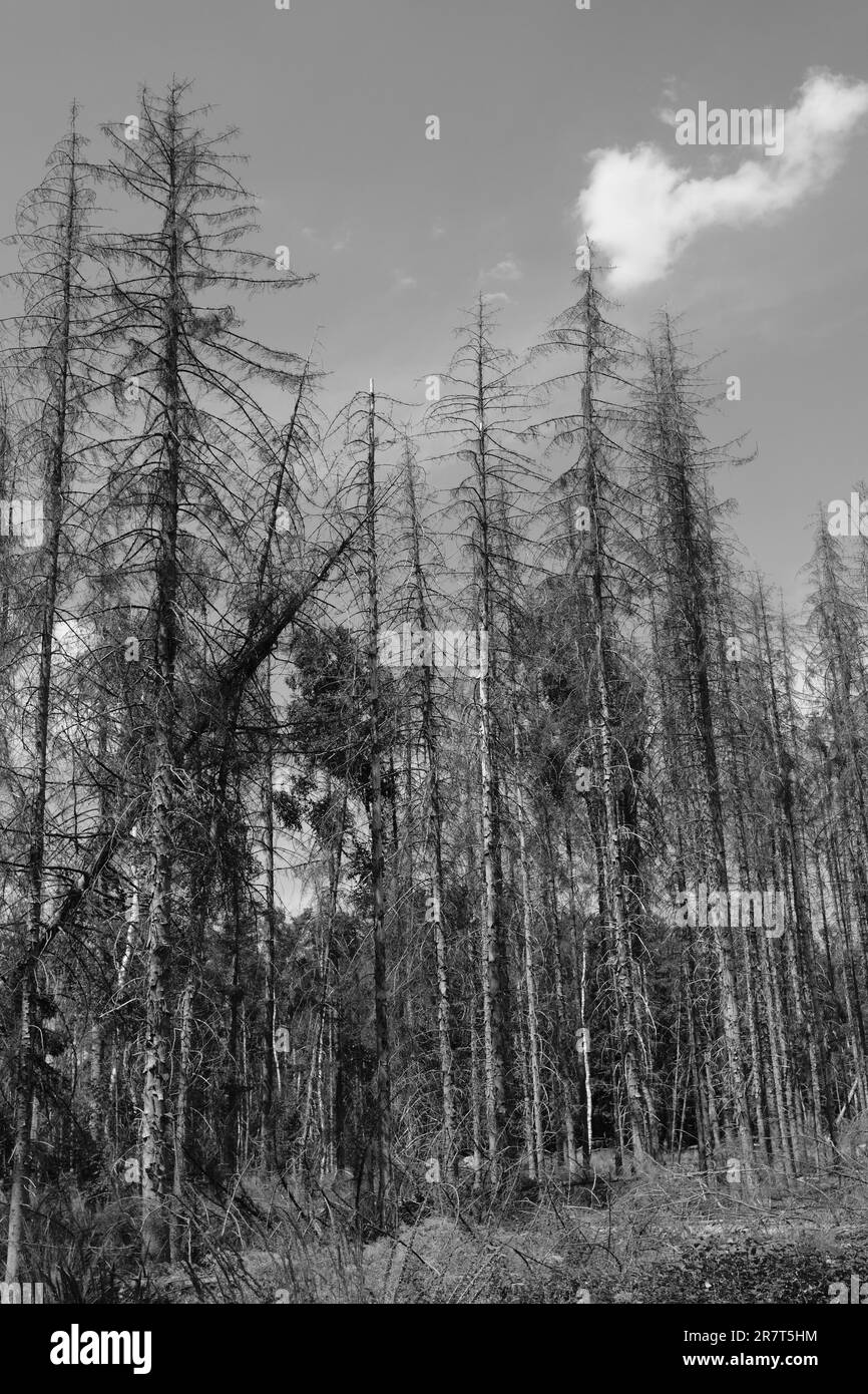 Forest dieback, dead spruce (Picea), North Rhine-Westphalia, Germany ...