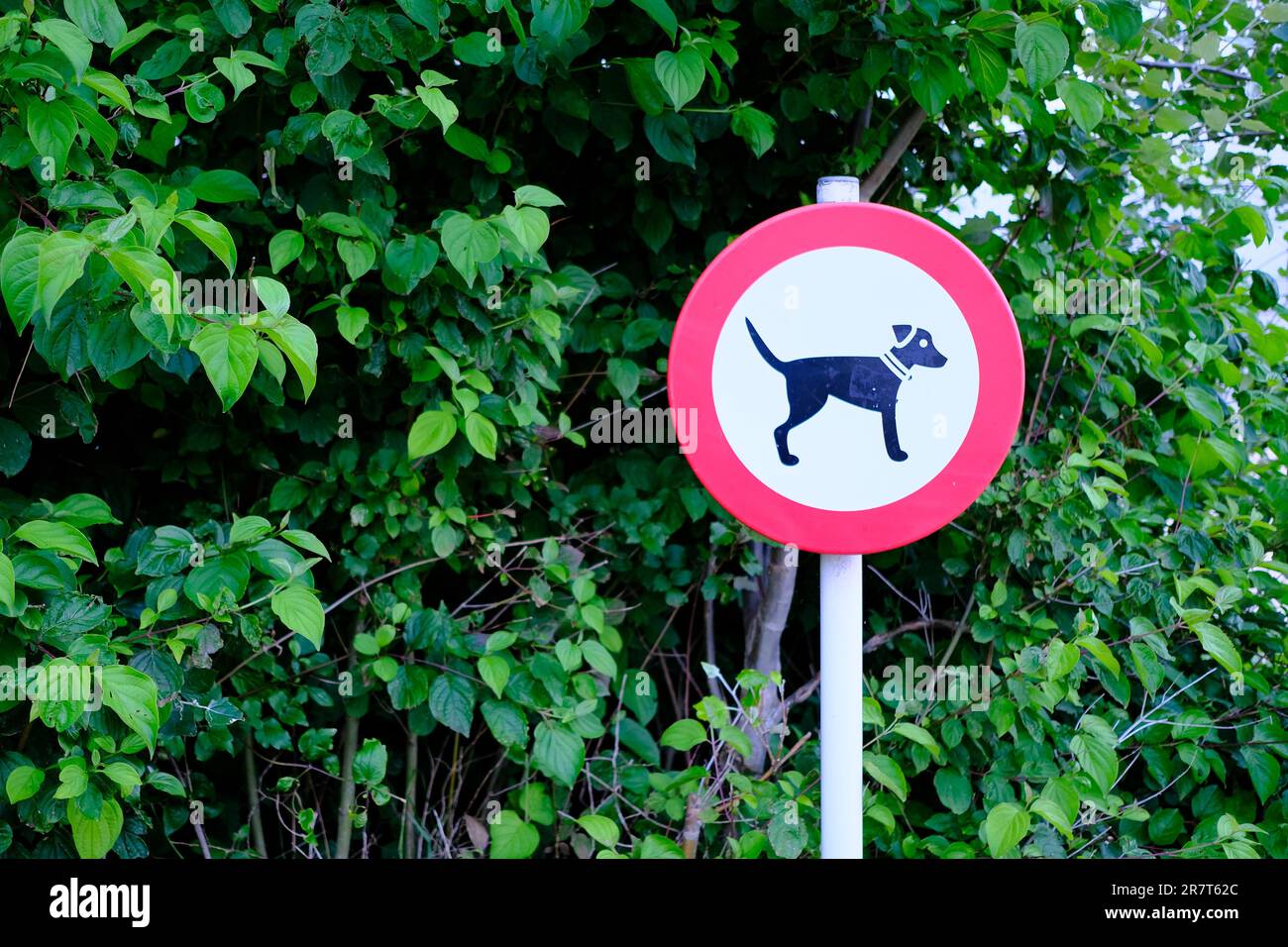 Sign with dog symbol, Netherlands Stock Photo - Alamy