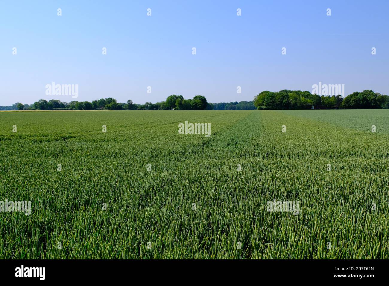 Grain field, Lower Rhine, North Rhine-Westphalia, Germany Stock Photo ...