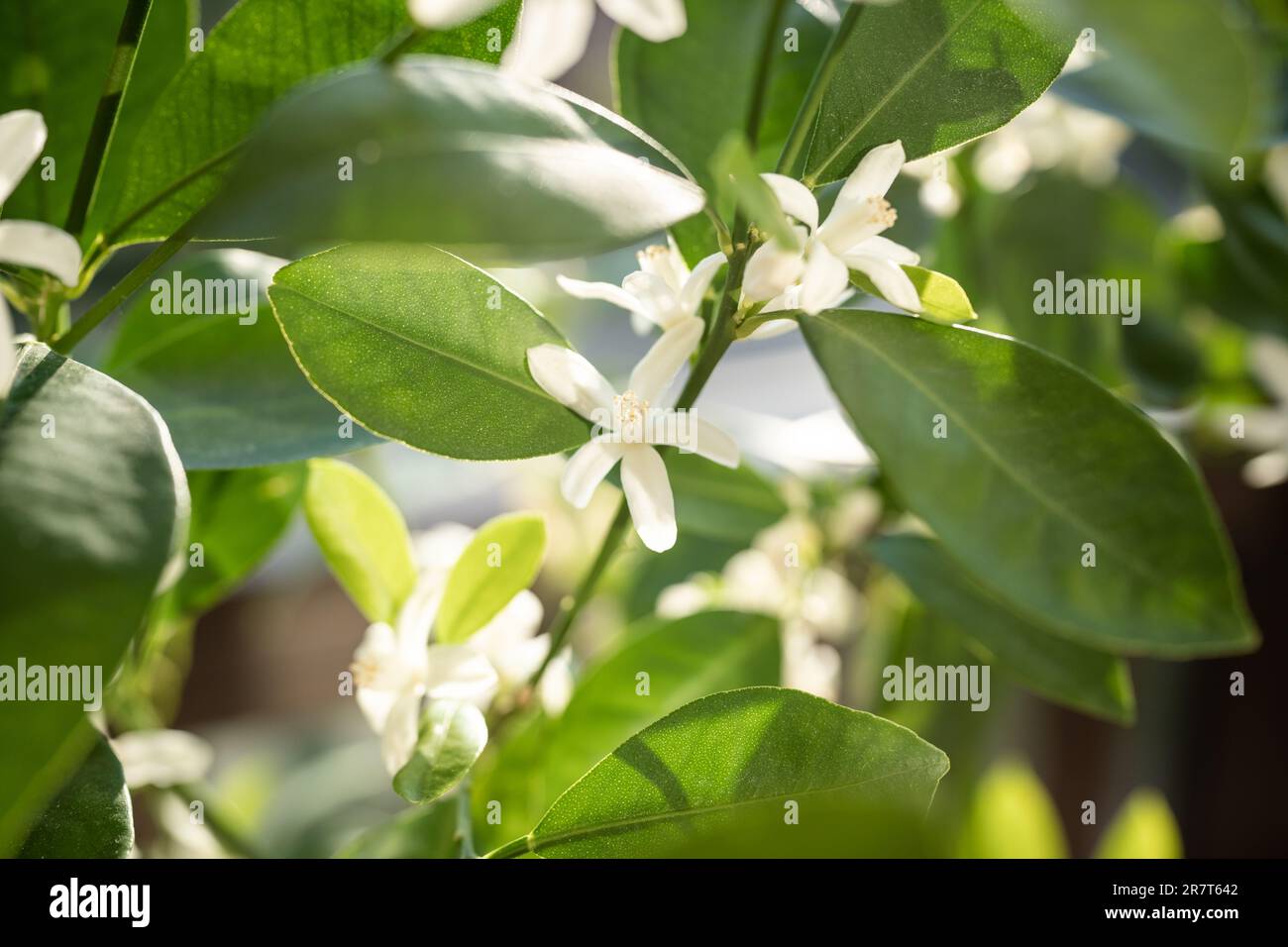 Branch citrus tree flowers hi-res stock photography and images - Alamy