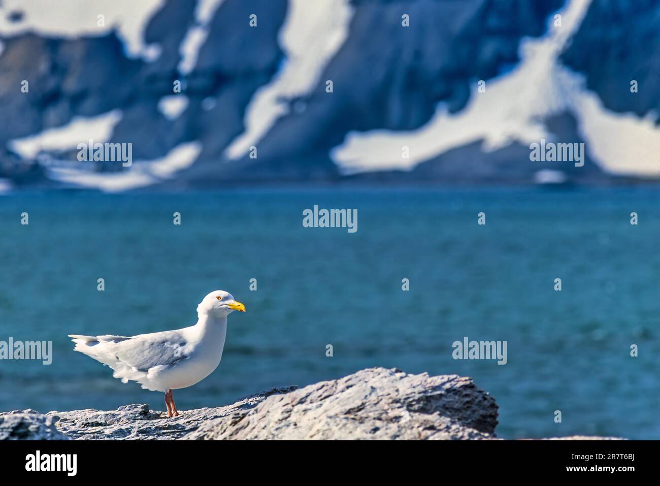 Glaucous gull (Larus hyperboreus) on a cliff at the arctic coast ...