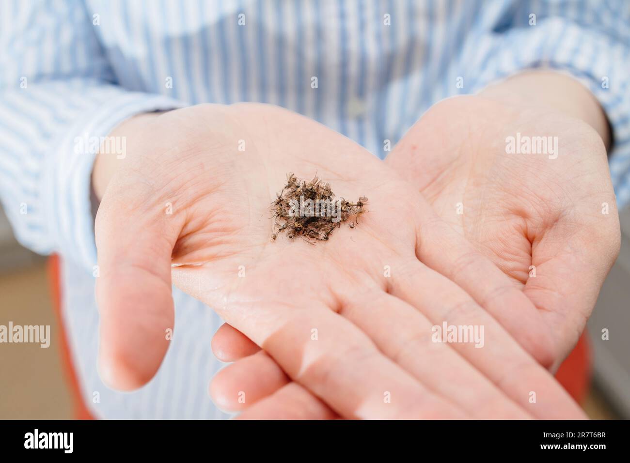 Front view close-up of a woman hands holding hundreds of tiger ...
