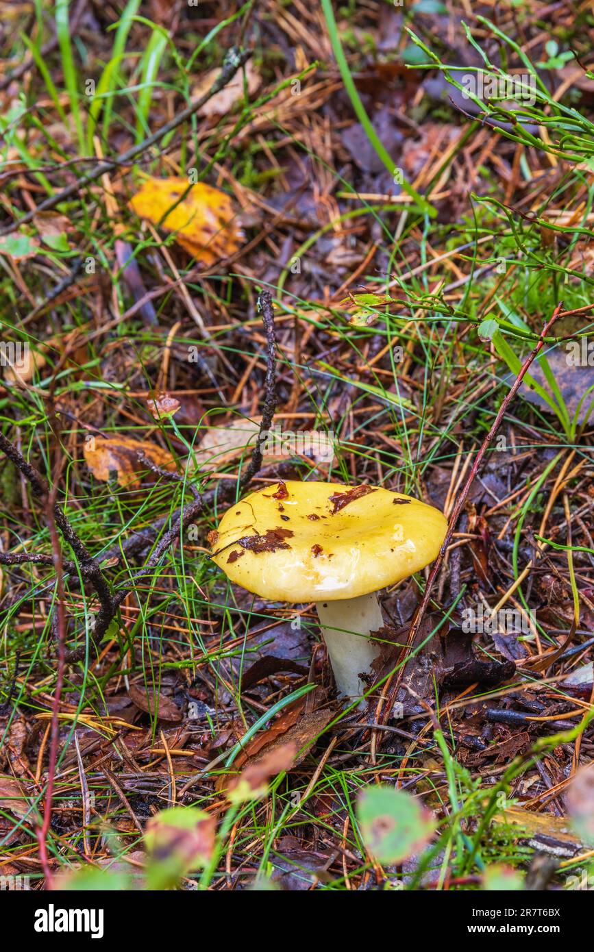 Yellow swamp russula russula claroflava hi-res stock photography and ...