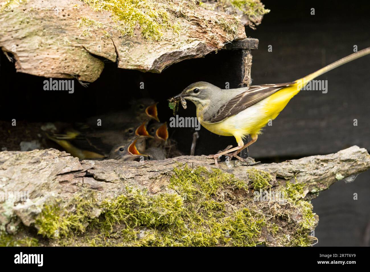 Grey wagtail (Motacilla cinerea) female feeding young Stock Photo - Alamy