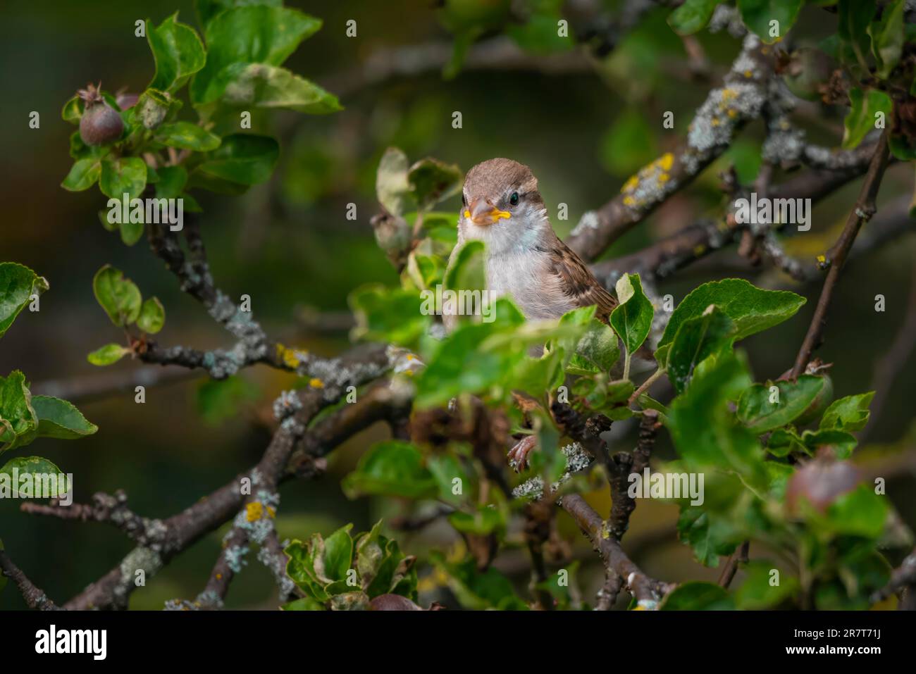 Juvenile tree sparrow hi-res stock photography and images - Alamy