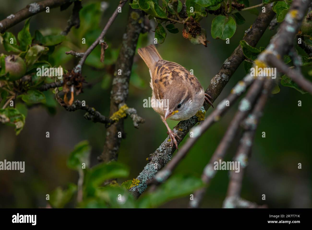 Juvenile tree sparrow hi-res stock photography and images - Alamy