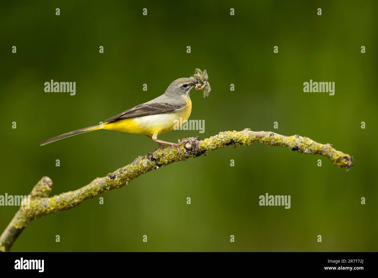 Grey wagtail (Motacilla cinerea) female feeding young Stock Photo - Alamy