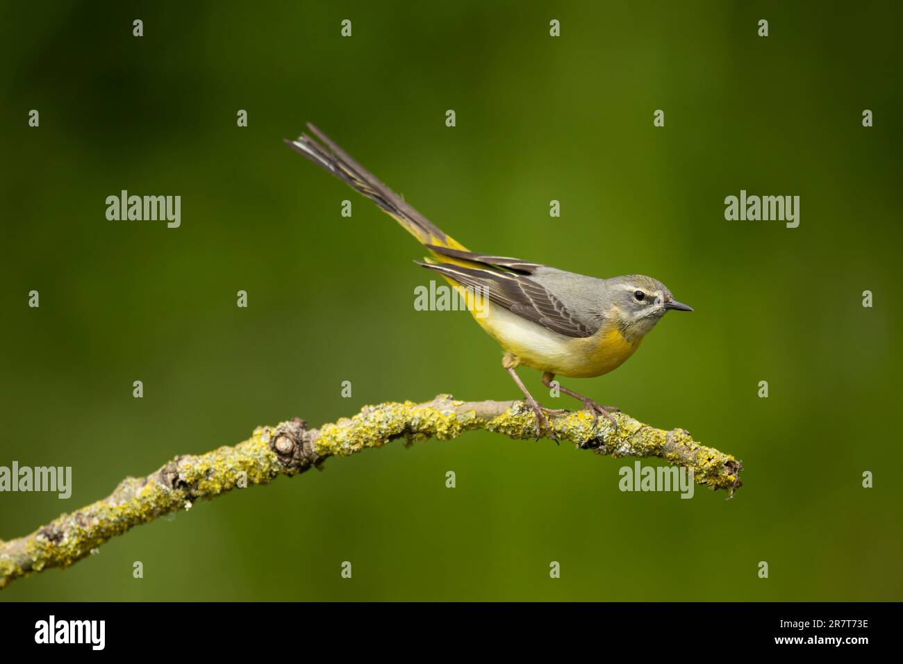 Grey wagtail (Motacilla cinerea) female feeding young Stock Photo - Alamy