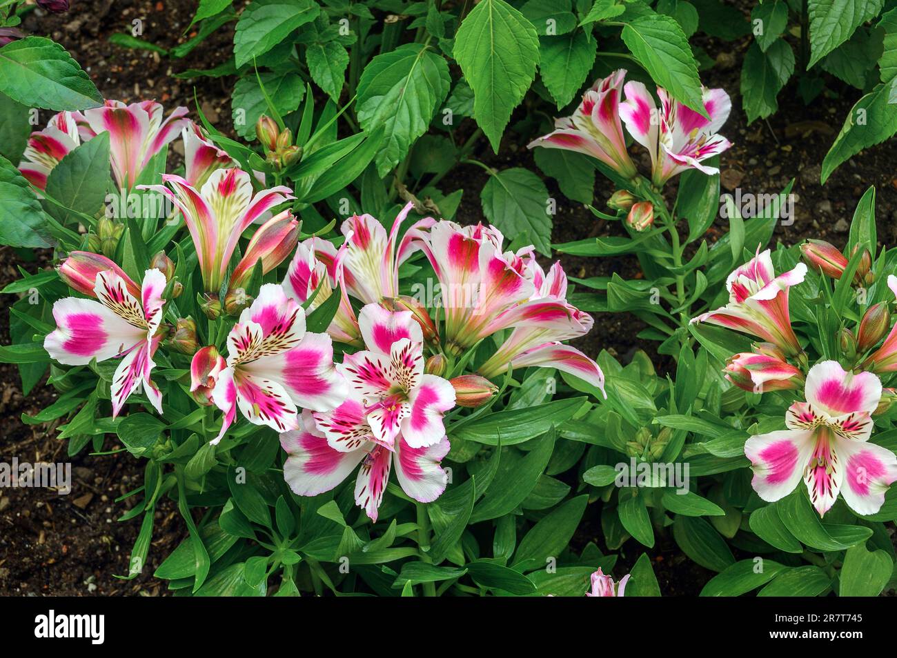 Peruvian lilies (Alstroemeria), Allgaeu, Bavaria, Germany Stock Photo ...