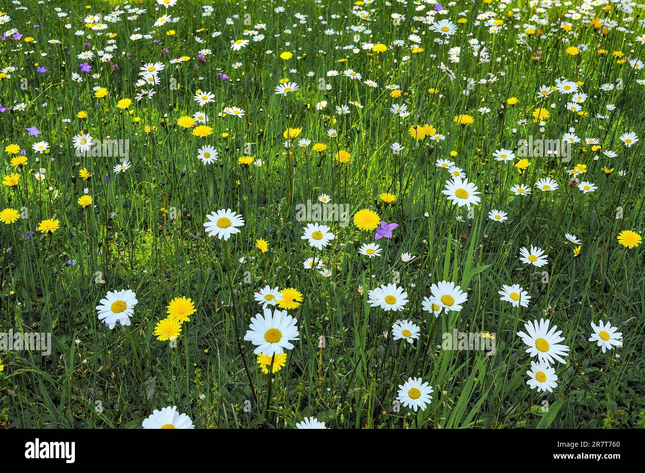 Spring meadow with marguerites (Leucanthemum) and common dandelion ...