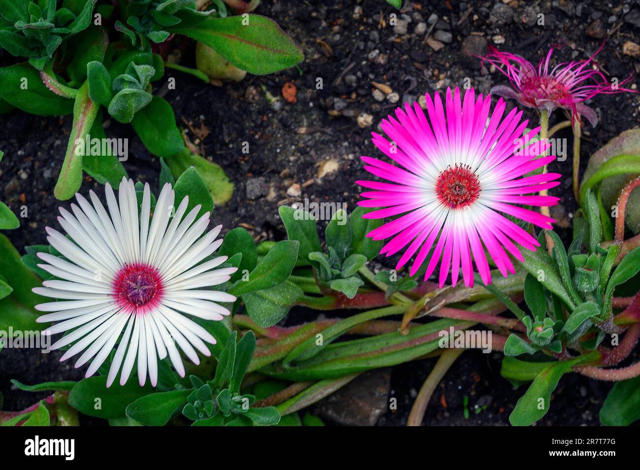 Midday flowers hi-res stock photography and images - Alamy