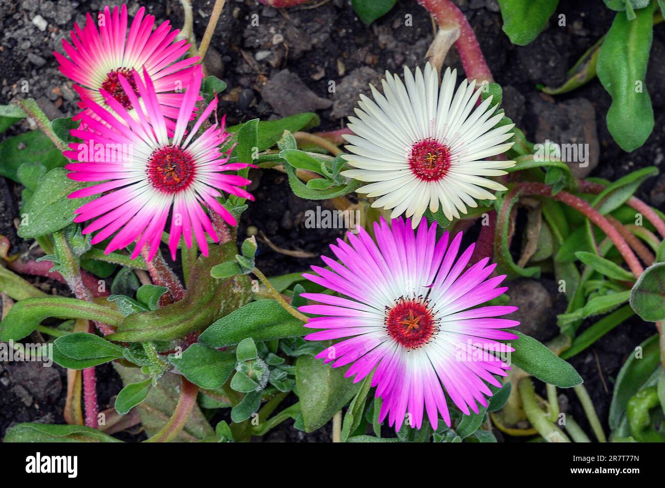 Midday flowers hi-res stock photography and images - Alamy