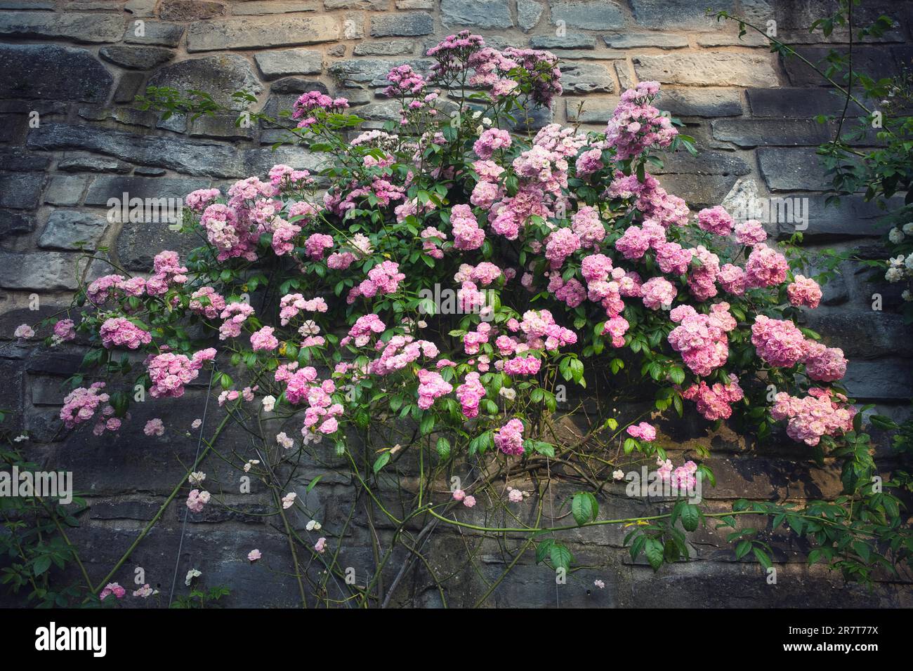 Climbing roses, rose bush at the town wall of Radolfzell on Lake ...