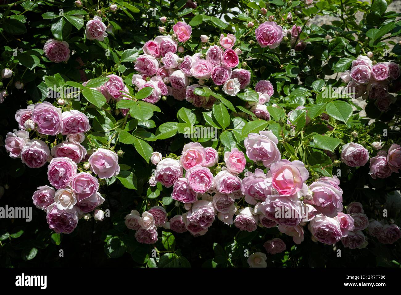 Climbing roses, rose bush, Constance district, Baden-Wuerttemberg ...