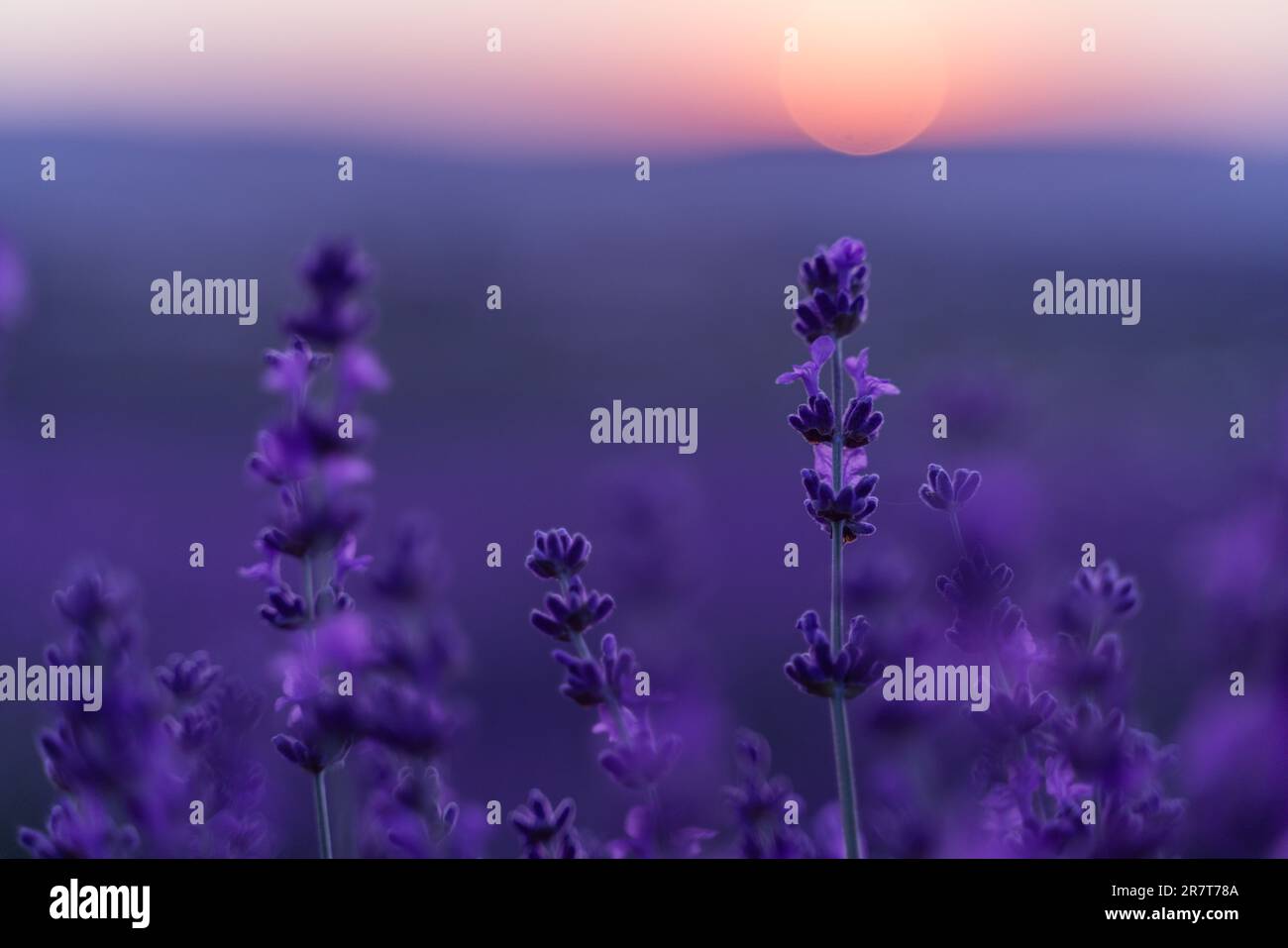 Lavender flower field. Violet lavender field sanset close up. Lavender ...