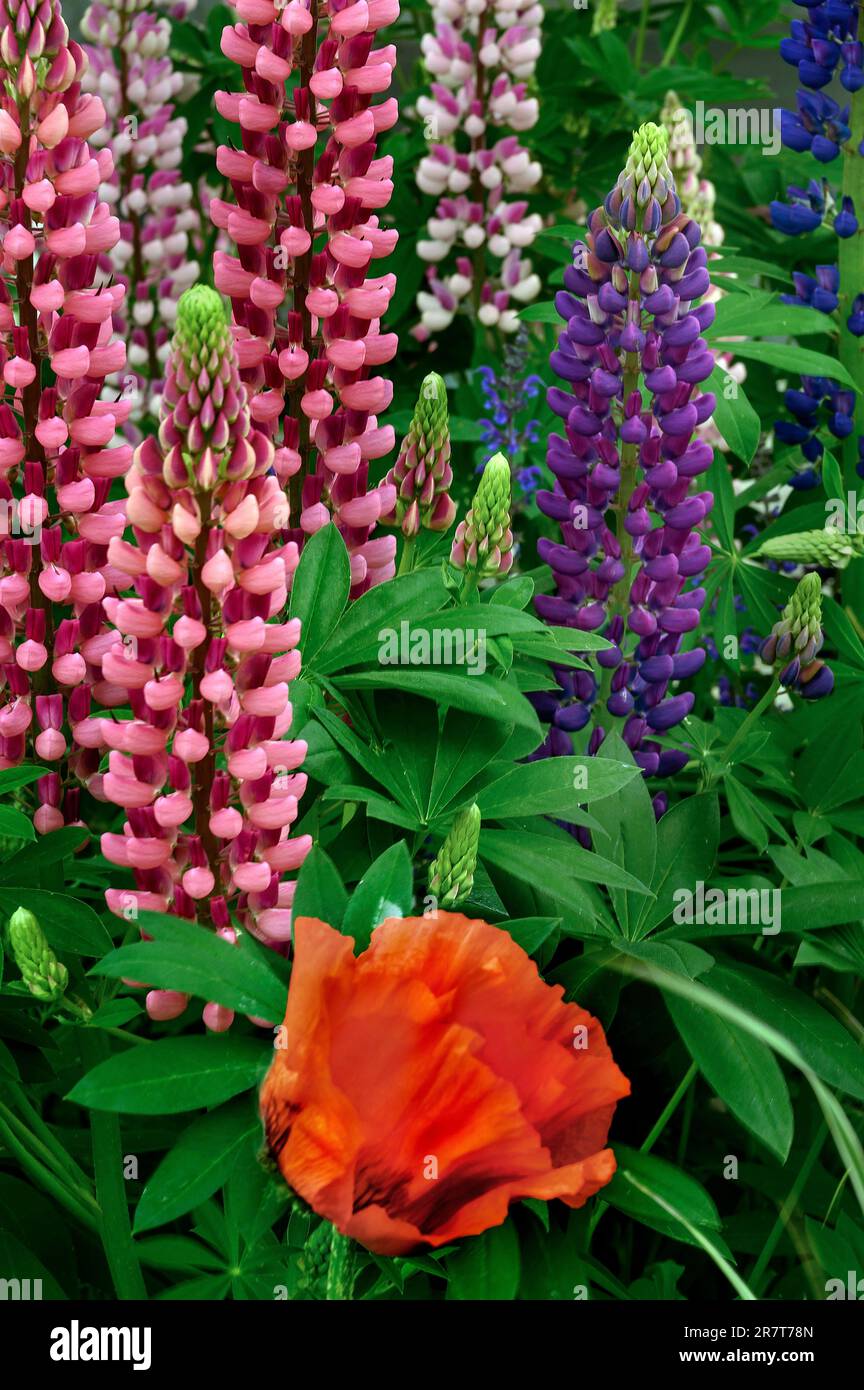 Multifoliate hi-res stock photography and images - Alamy