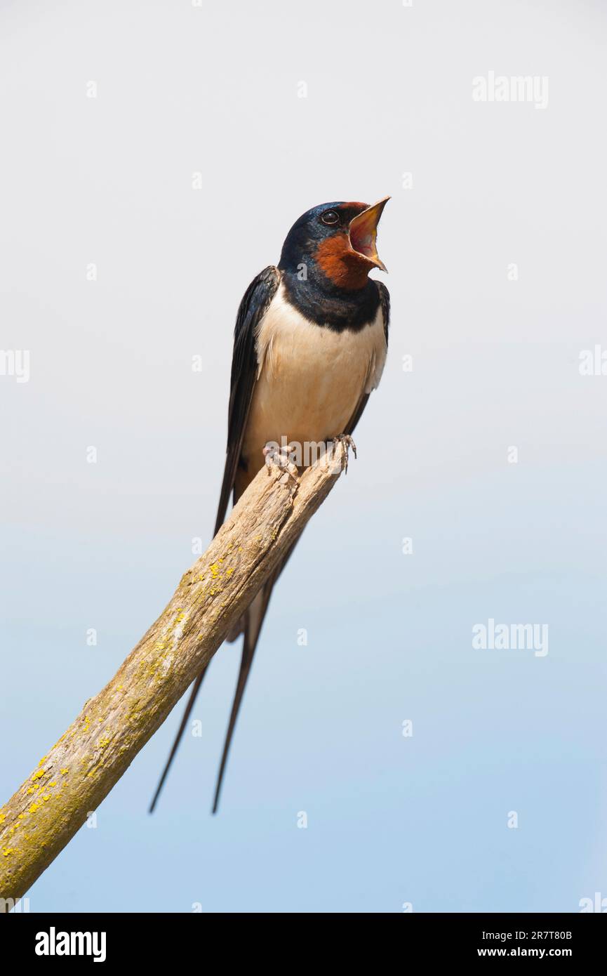 Swallow singing (Hirundo rustica Stock Photo - Alamy