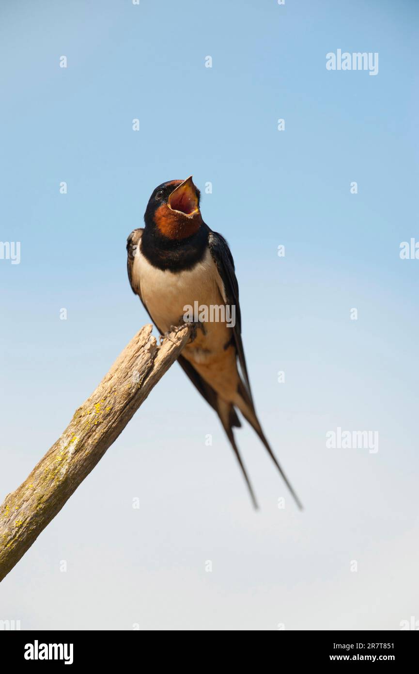 Swallow singing (Hirundo rustica Stock Photo - Alamy