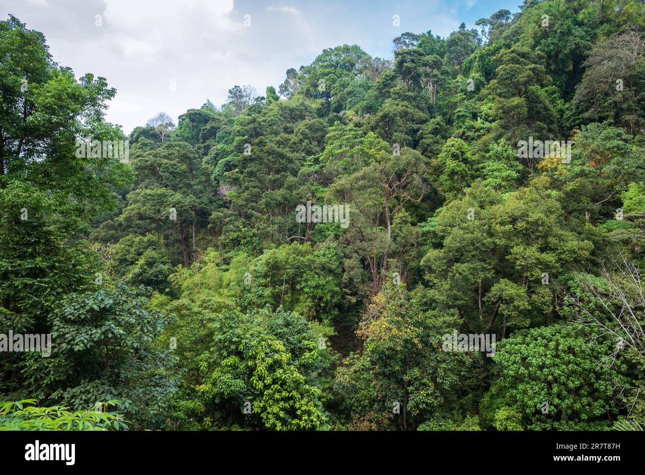 The Penang National Park, previously known as the Pantai Acheh Forest ...