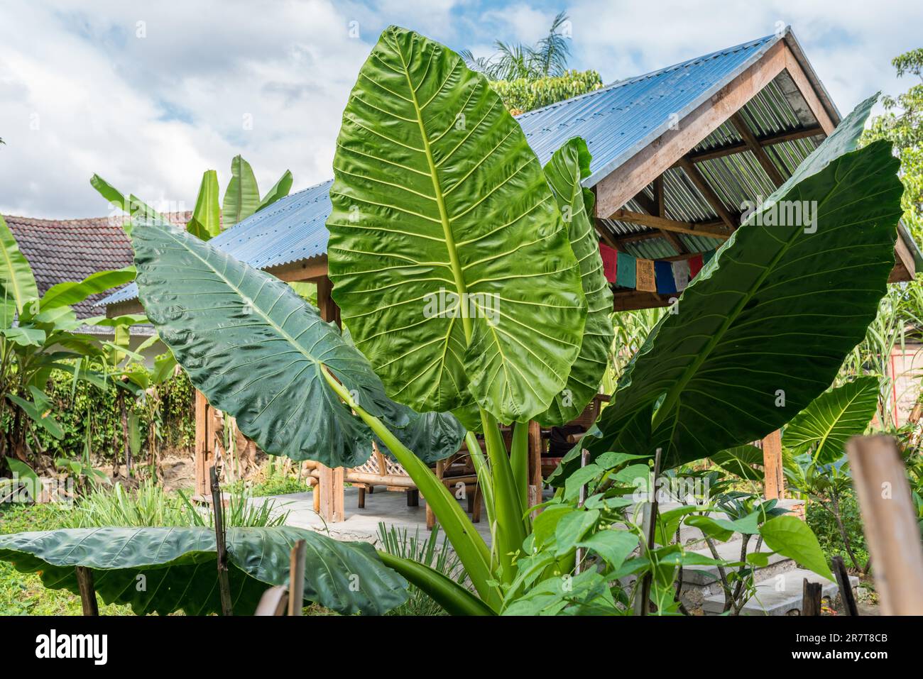 Giant taro (Alocasia) leaves in a garden in the village Tuk Tuk on ...