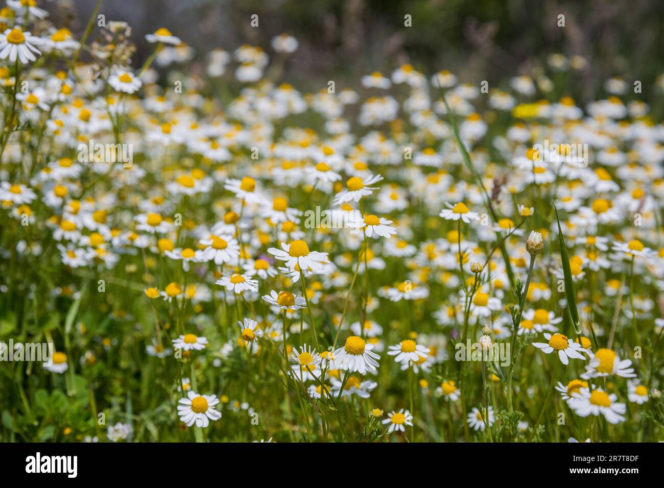 Chamomile harvest rake hi-res stock photography and images - Alamy