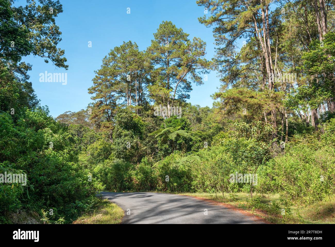 Small narrow roads leads through the mountain woods of Samosir Island ...