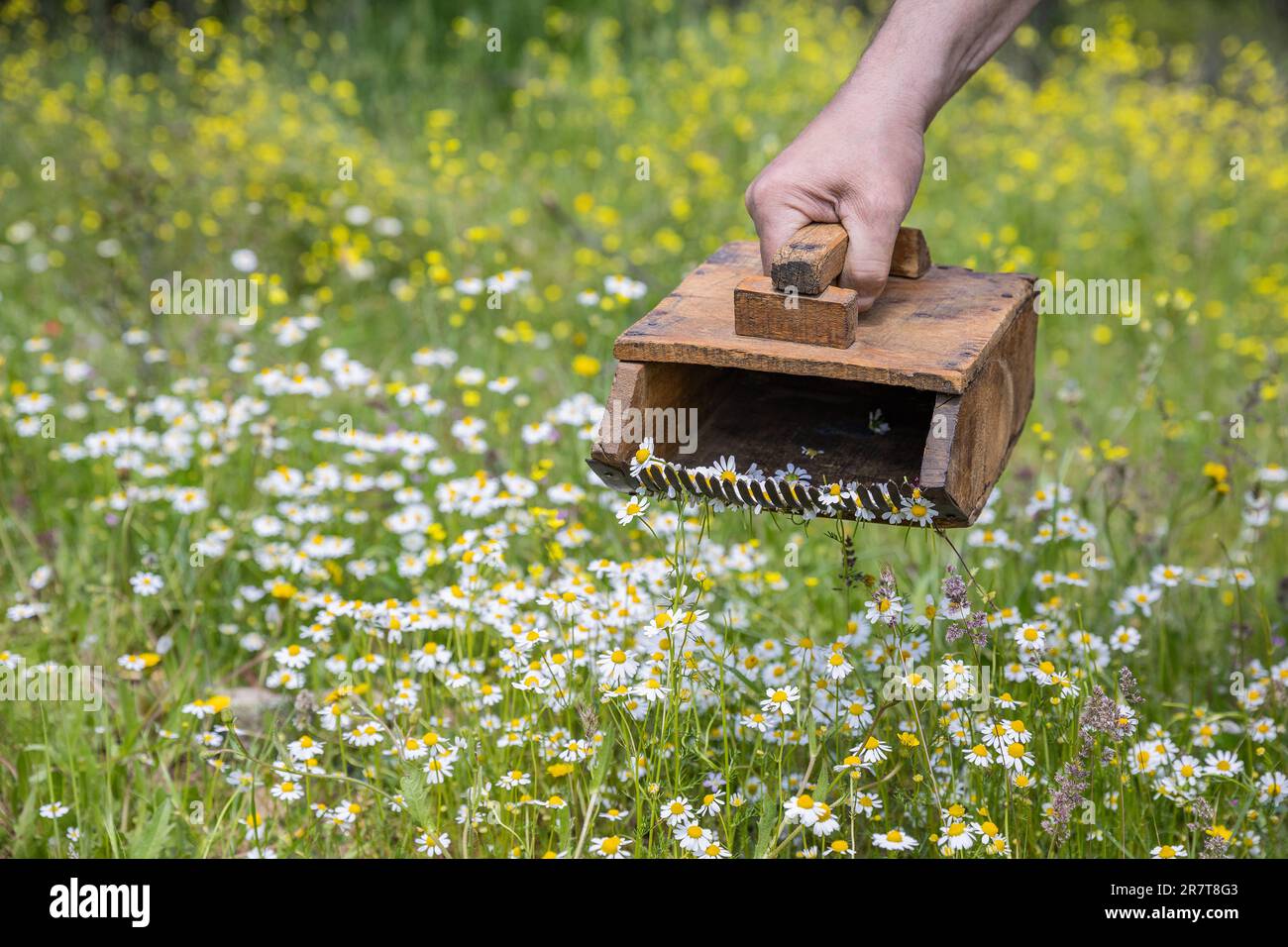 Chamomile harvest rake hi-res stock photography and images - Alamy
