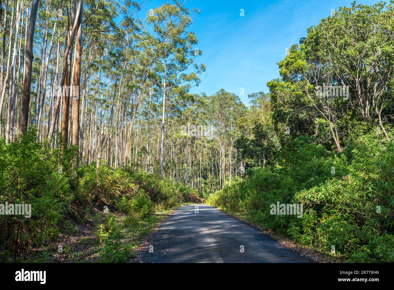 Small narrow roads leads through the mountain woods of Samosir Island ...