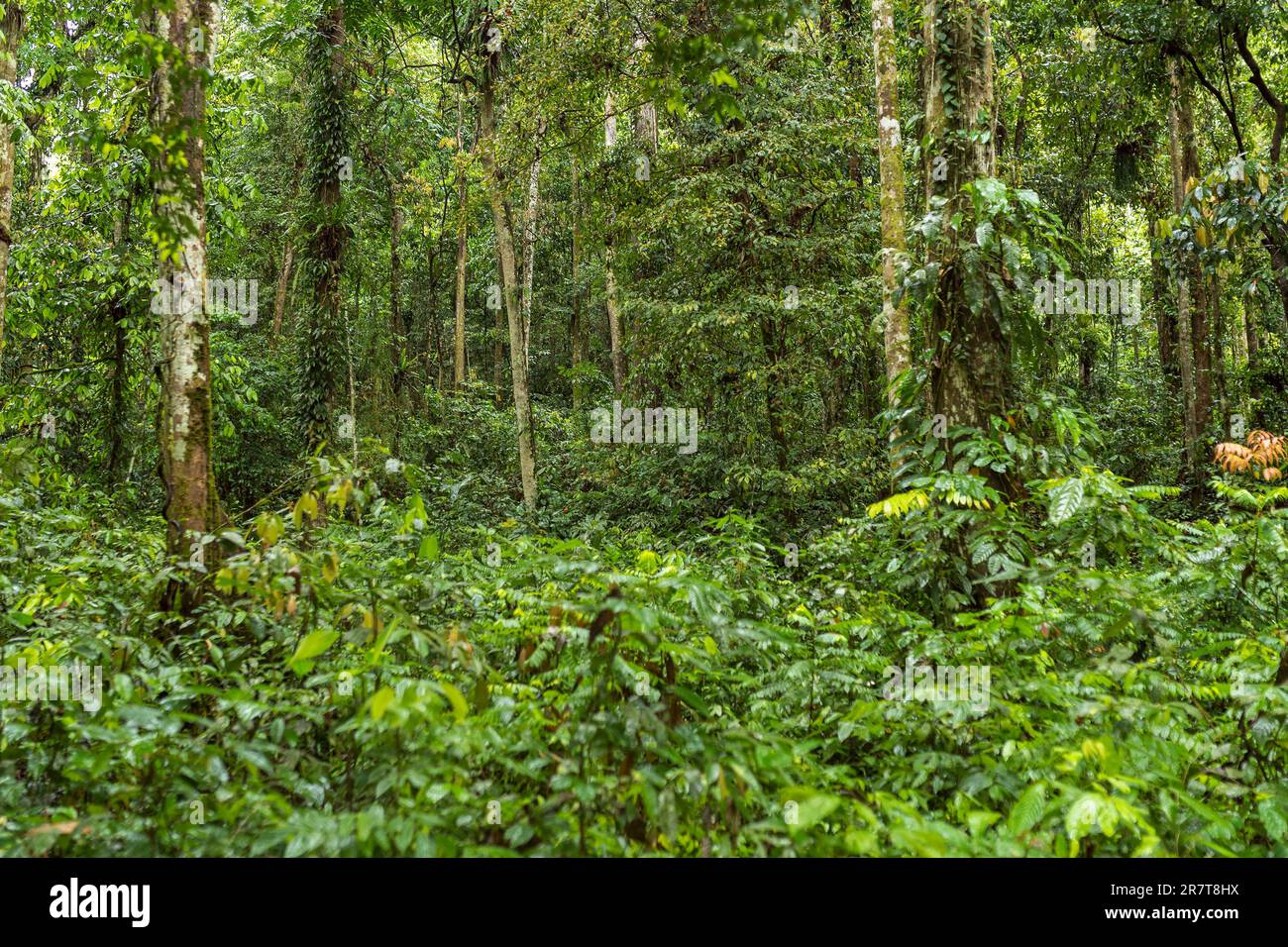 The Gunung Leuser National Park as part of the tropical Rainforest ...