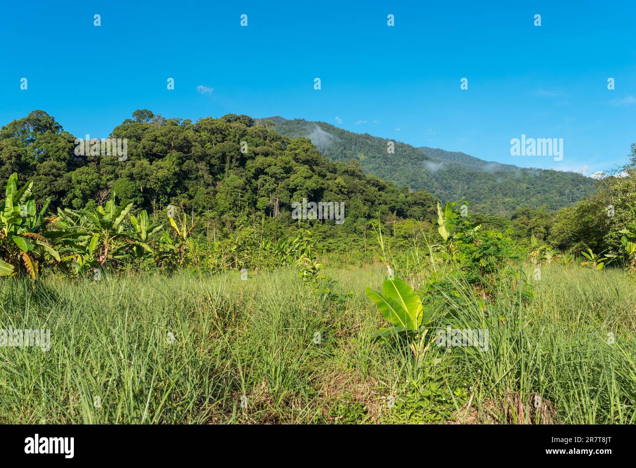 The Gunung Leuser National Park as part of the tropical Rainforest ...